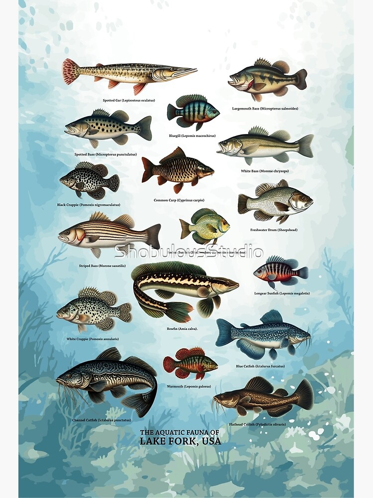 "Aquatic Fauna of Lake Fork, USA - Vintage Biology Inspired Collection ...