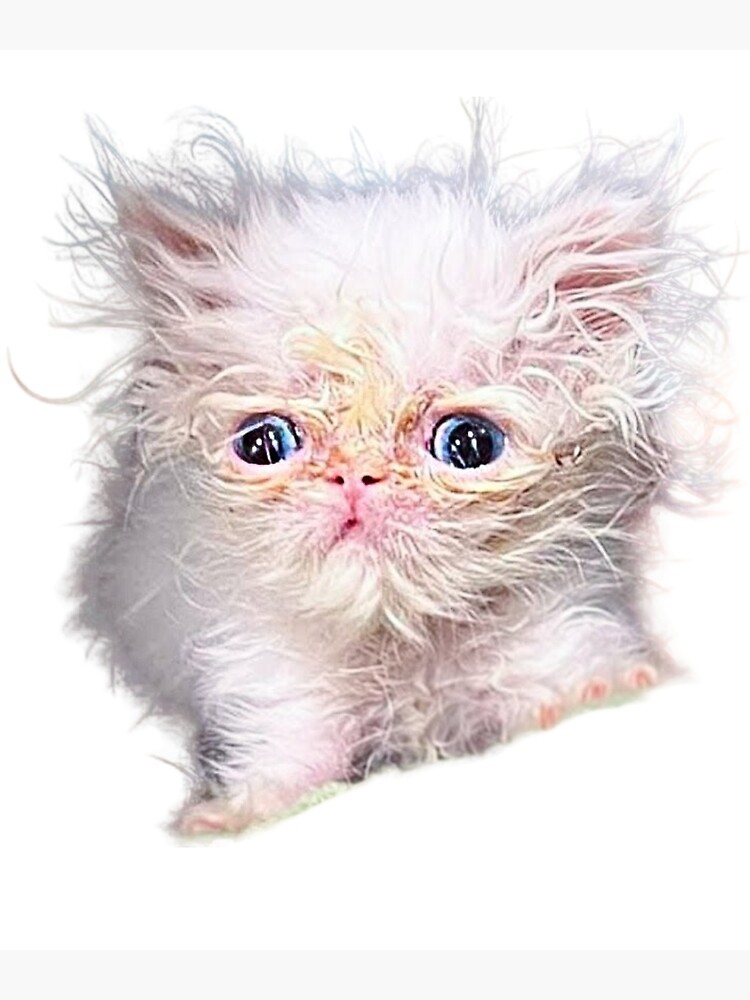 "Wisp Cat" Poster for Sale by Reo12 | Redbubble