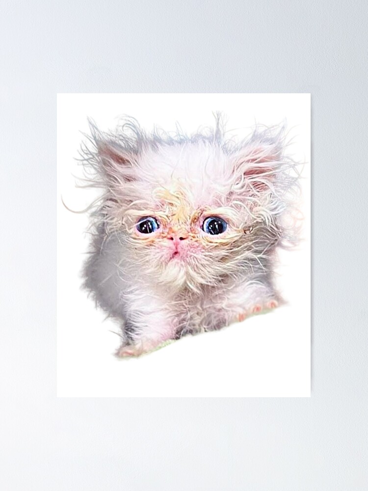 "Wisp Cat" Poster for Sale by Reo12 | Redbubble