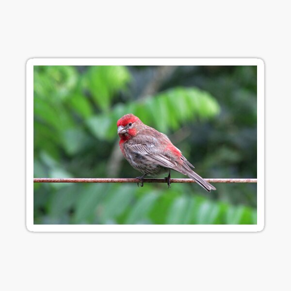 "Pretty house finch" Sticker for Sale by backyardwonders | Redbubble