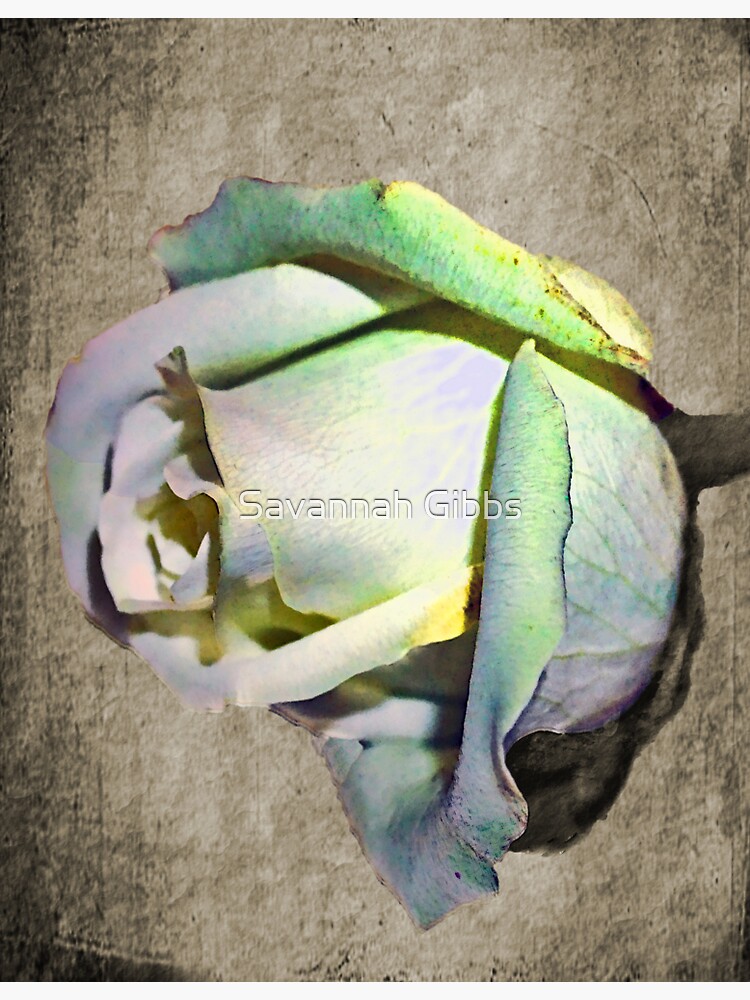 "Rose" Sticker for Sale by venny | Redbubble