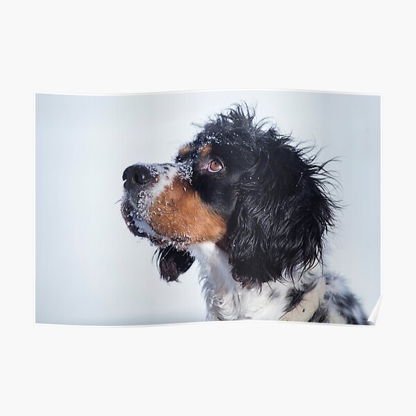 "English Setter 2" Poster for Sale by skenworthy | Redbubble
