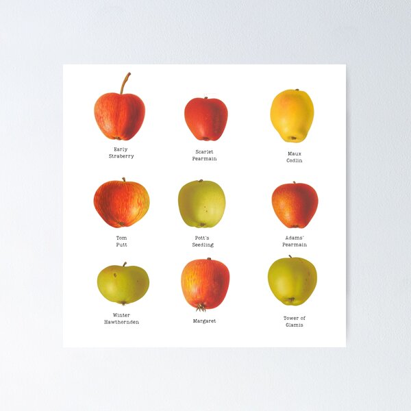 Apple Varieties Poster
