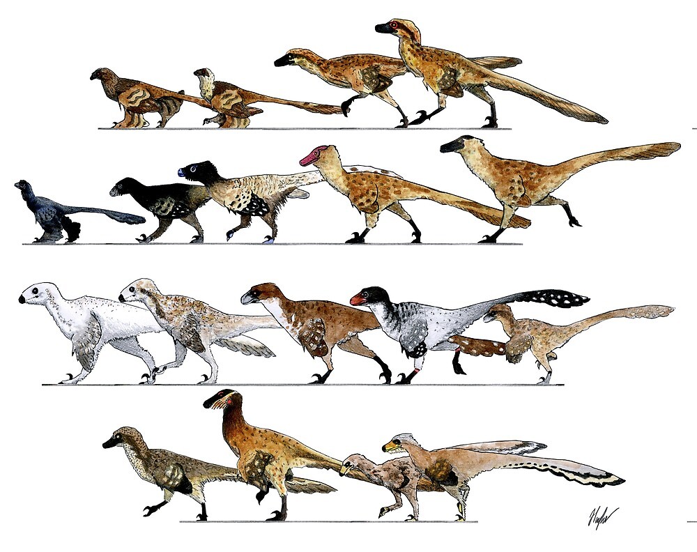 "Dromaeosaur Designs" by JedTaylor | Redbubble