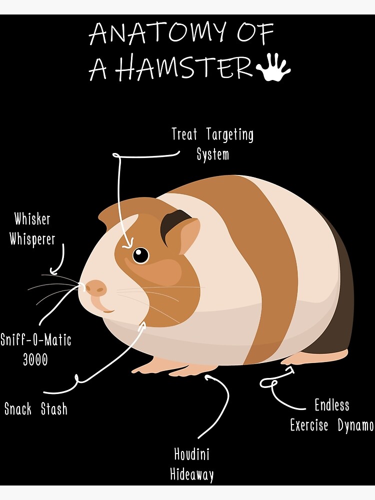 Anatomy Of A Hamster