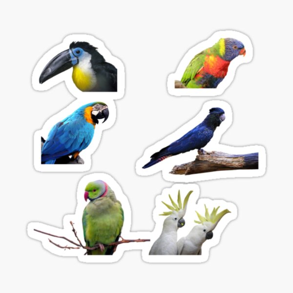 "Cute parrots stickers sweet" Sticker for Sale by Fashionmine | Redbubble