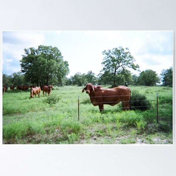 "Brahman Cow Photo" Poster for Sale by TheAnimalZ00 | Redbubble
