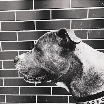 "Amstaff - good boy" Sticker for Sale by IceIdea | Redbubble