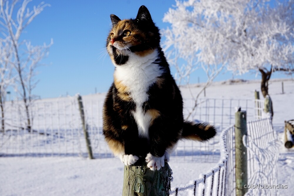 "Pretty Kitty in Winter " by colorfulbundles | Redbubble