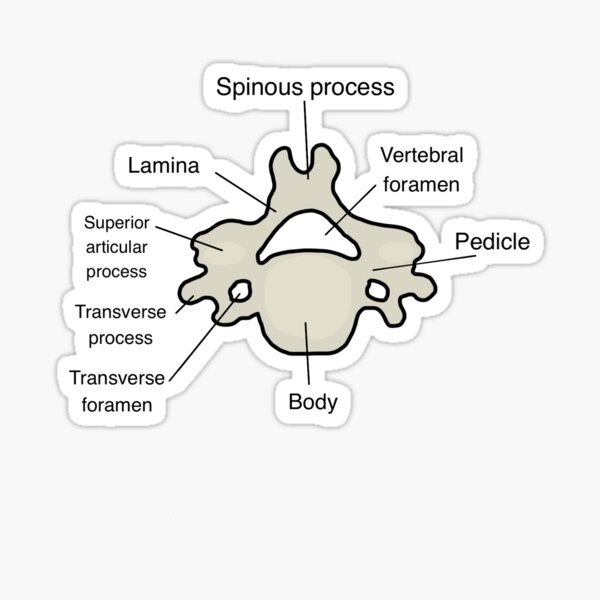 "Labeled Cervical Vertebrae " Sticker for Sale by RadTechRiegel | Redbubble