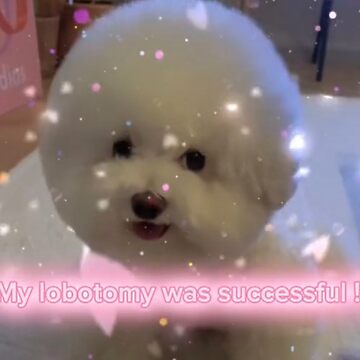 "my lobotomy was successful" Sticker for Sale by offandonagain | Redbubble