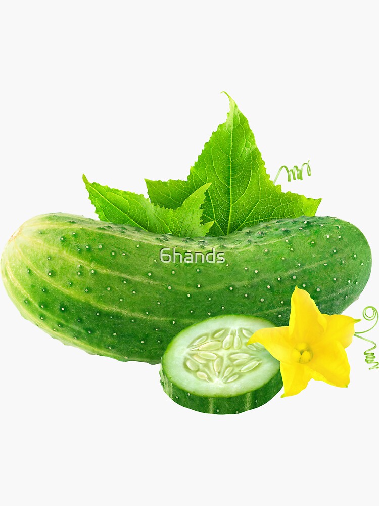 "Fresh cucumber" Sticker by 6hands | Redbubble