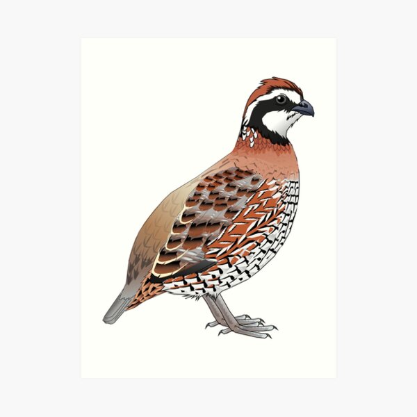 Bobwhite Art Prints | Redbubble