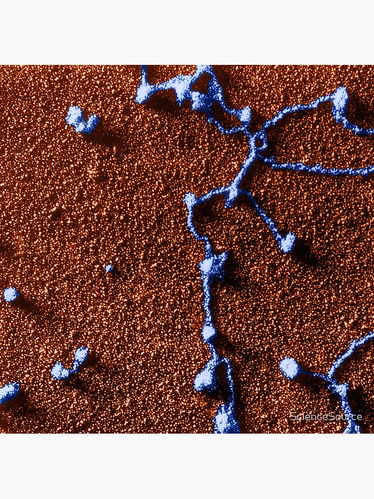 "RNA attached to DNA (TEM)" Art Print by ScienceSource | Redbubble