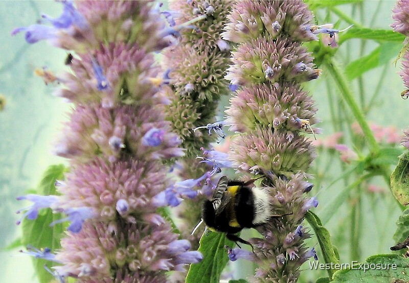 "Bumblebee on Korean Mint" by WesternExposure | Redbubble