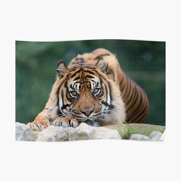 Bengal Tiger Posters | Redbubble