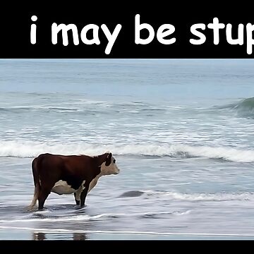 "I May Be Stupid Cow Beach Alone Meme " Poster for Sale by fomodesigns ...