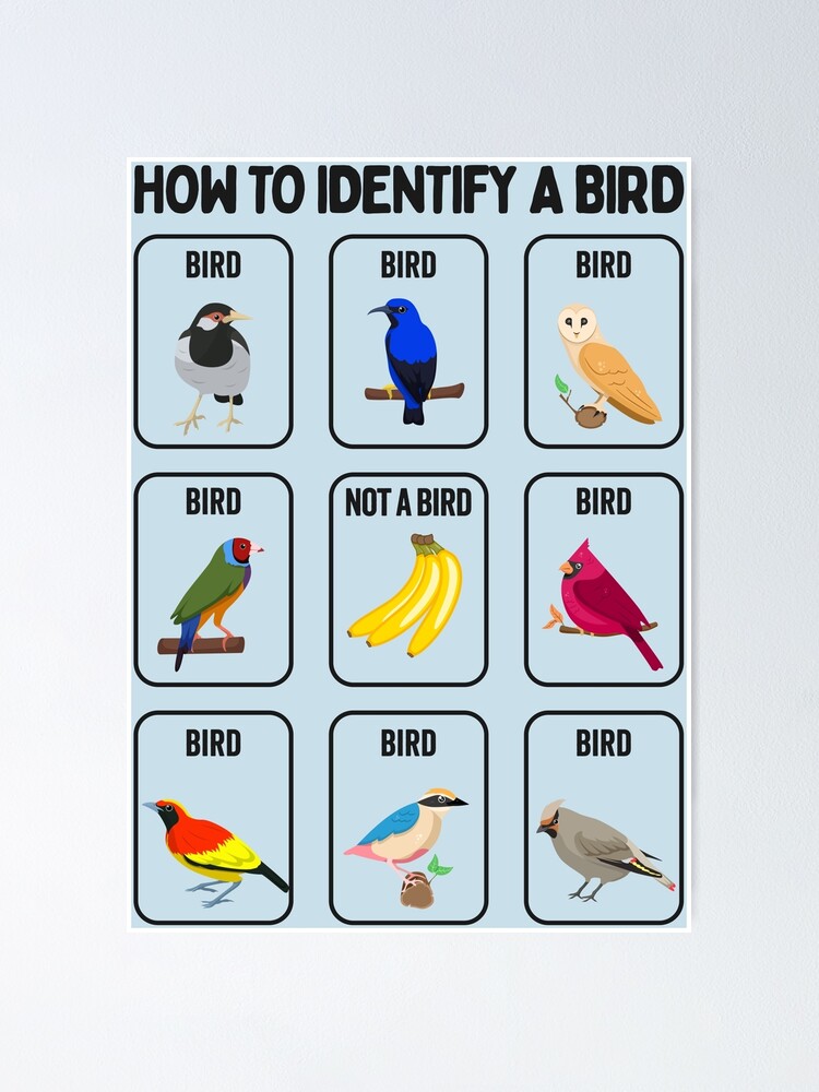 "How To Identify a Bird - Funny Bird Watchers" Poster for Sale by ...