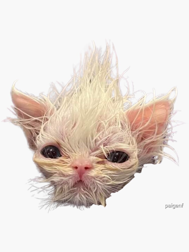 "wisp the cat - skrunkly face" Sticker for Sale by paigenf | Redbubble