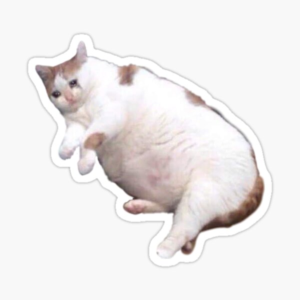 Chipotle Fat Cat Memes
