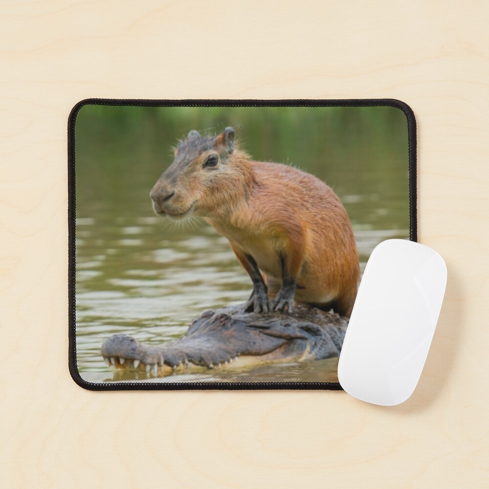 "Capybara on alligator" Sticker for Sale by PawelNature | Redbubble