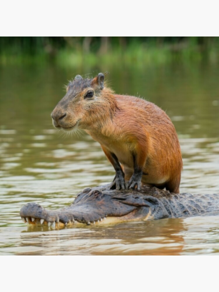 "Capybara on alligator" Sticker for Sale by PawelNature | Redbubble