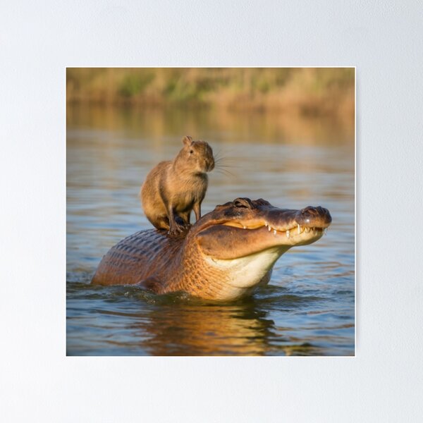 "Capybara on alligator" Poster for Sale by PawelNature | Redbubble