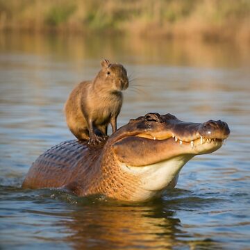 "Capybara on alligator" Poster for Sale by PawelNature | Redbubble