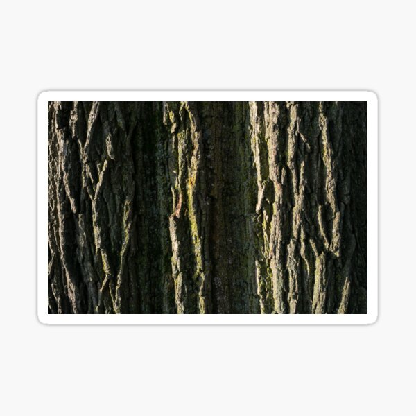 "Beauty of Tree Bark - Corrugated Sunlit Patterns" Sticker for Sale by Georgia Mizuleva | Redbubble