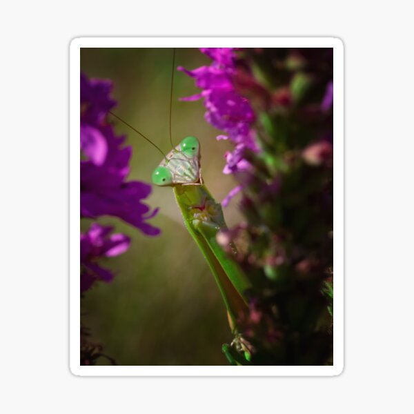 "Surprised Mantis" Sticker by dlamb | Redbubble
