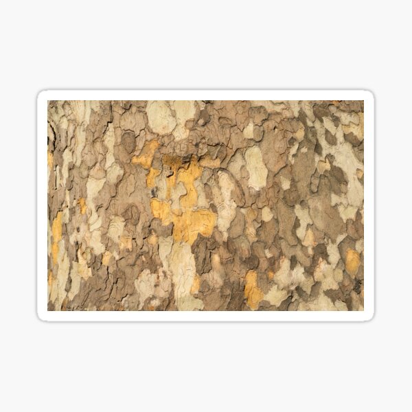 "Beauty of Tree Bark - Distinctive Markings Patchwork of a Sycamore ...