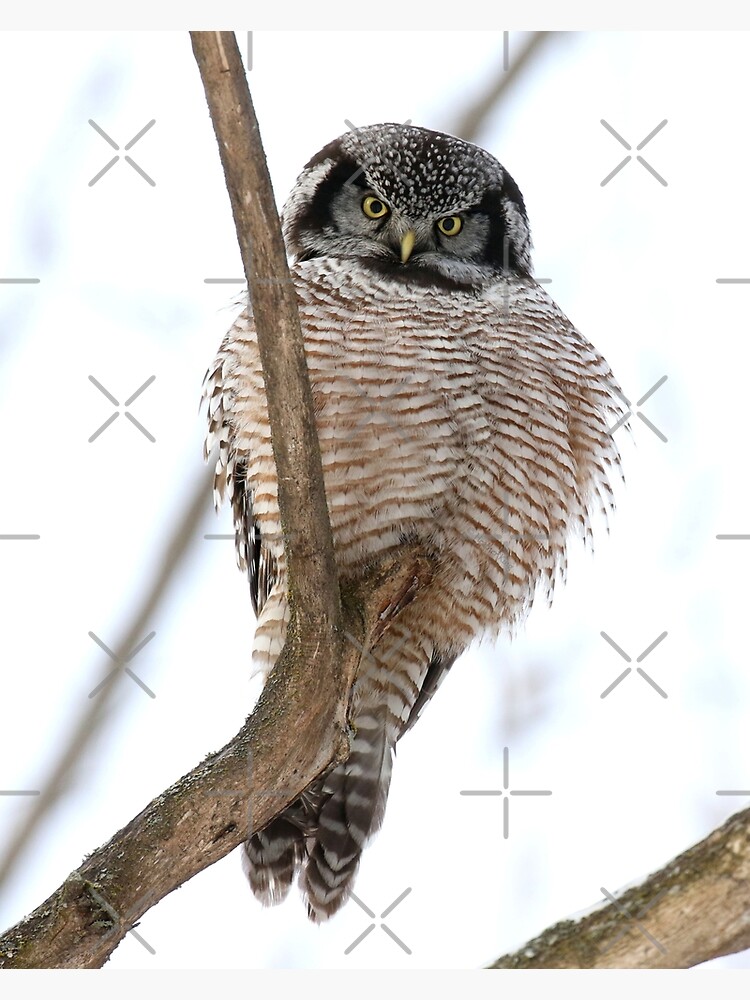 "Intruders beware" Photographic Print by locustgirl | Redbubble