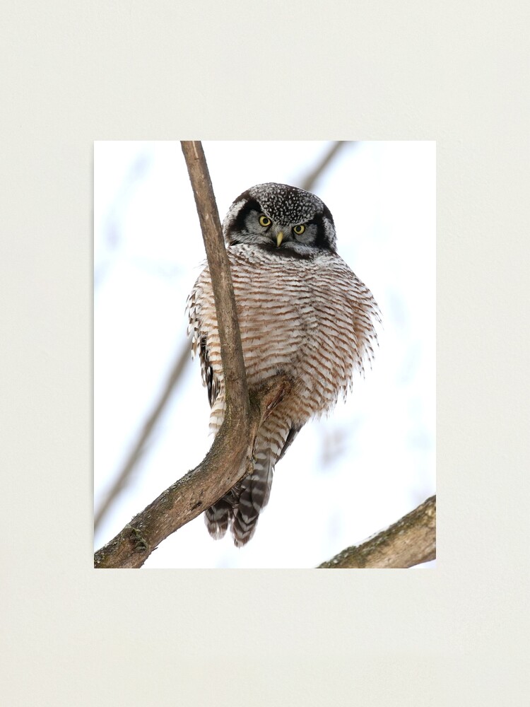 "Intruders beware" Photographic Print by locustgirl | Redbubble