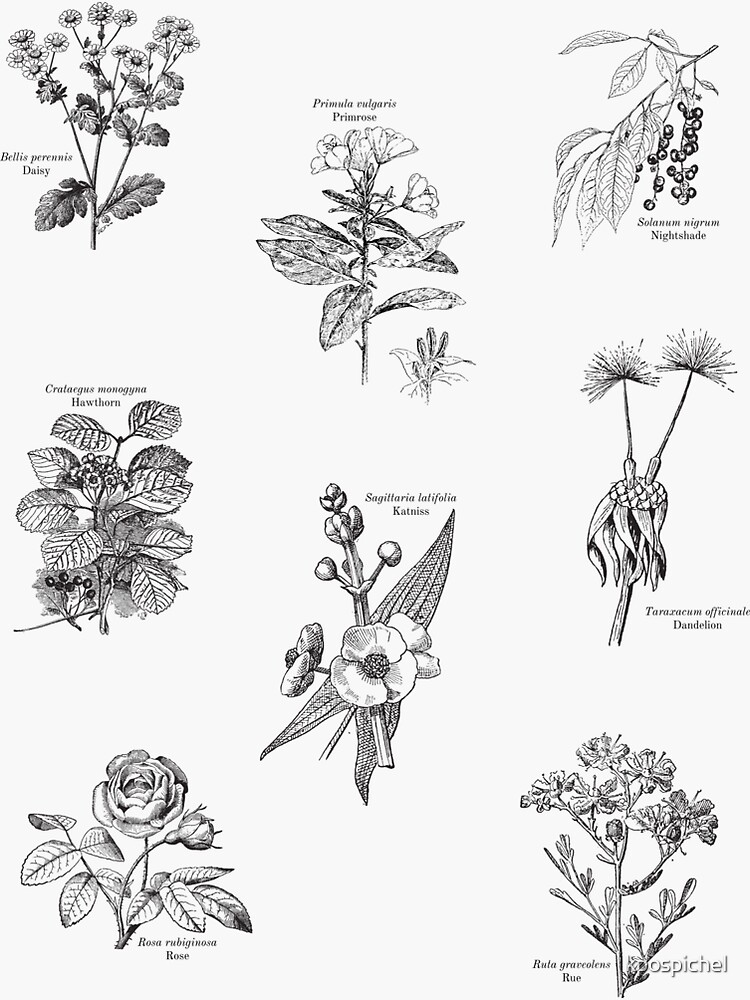 "Flora of the Hunger Games" Sticker for Sale by kpospichel | Redbubble