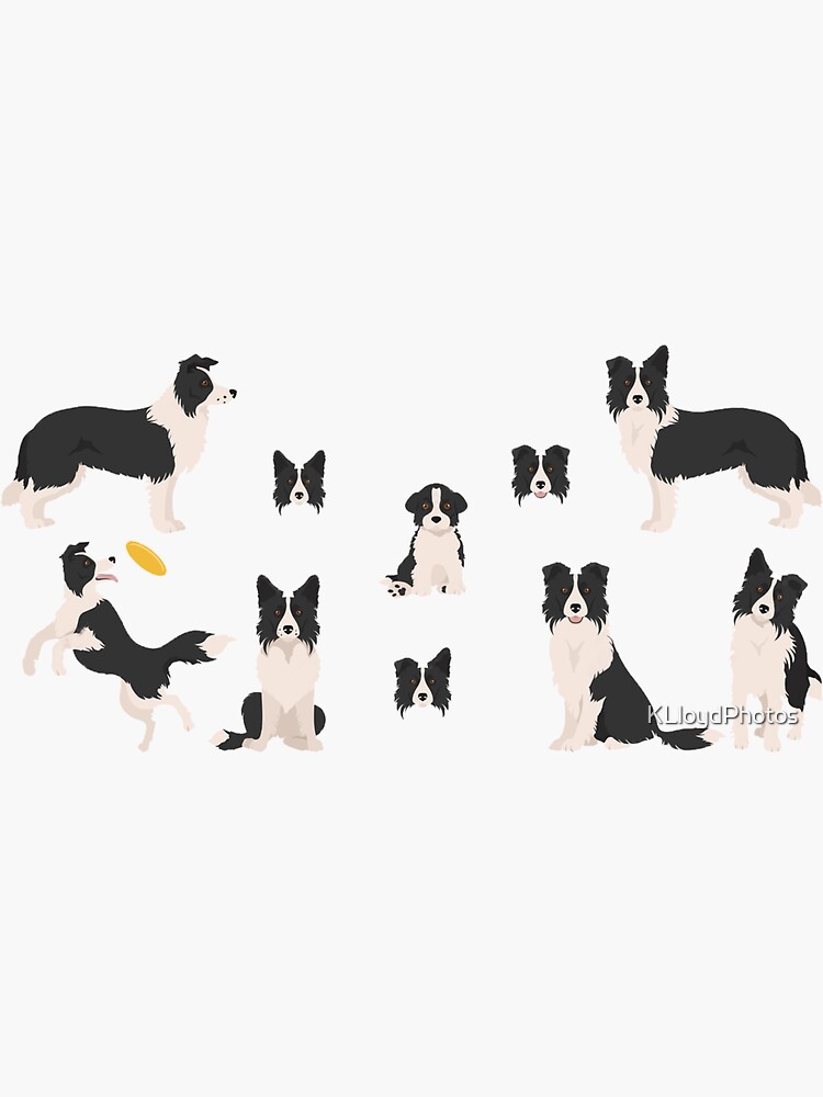 "Border Collie Collage" Sticker for Sale by KLloydPhotos | Redbubble