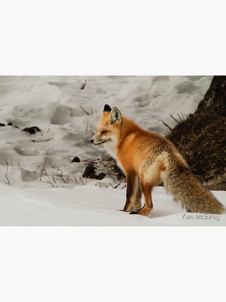 "Red Fox #1" Poster for Sale by mcvette | Redbubble