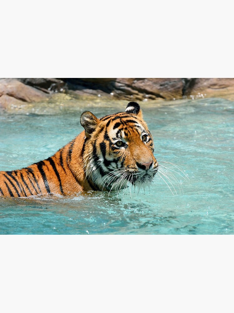 "The Bengal tiger" Poster by AlizadaStudios | Redbubble