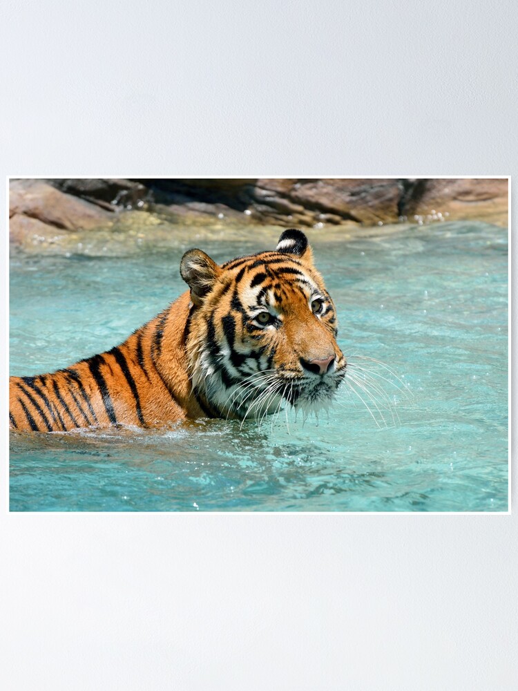"The Bengal tiger" Poster by AlizadaStudios | Redbubble
