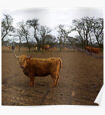 Highlander: Gifts & Merchandise | Redbubble