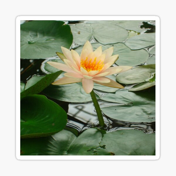"Water Lily" Sticker by IKIosifelli | Redbubble