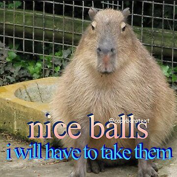 "Nice Balls Capybara Meme" Sticker for Sale by capybaratext | Redbubble