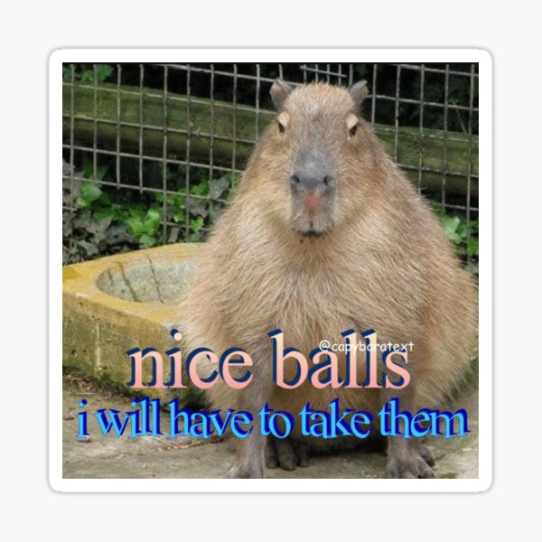 "Nice Balls Capybara Meme" Sticker for Sale by capybaratext | Redbubble