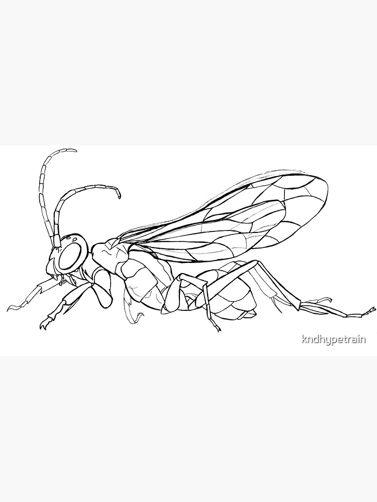 "Spider Wasp" Sticker by kndhypetrain | Redbubble