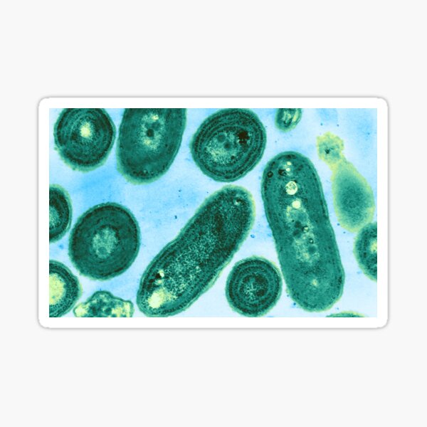 "Blue-Green Algae" Sticker for Sale by ScienceSource | Redbubble