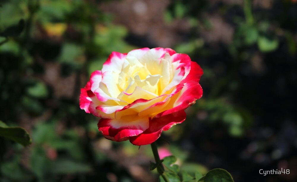 "Rose With Colorful Tips" by Cynthia48 | Redbubble