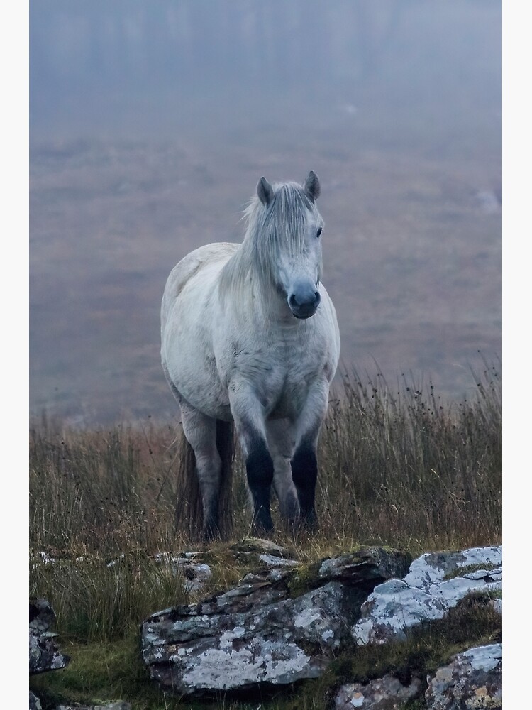 "Scottish Highland Pony" Greeting Card for Sale by derekbeattie | Redbubble