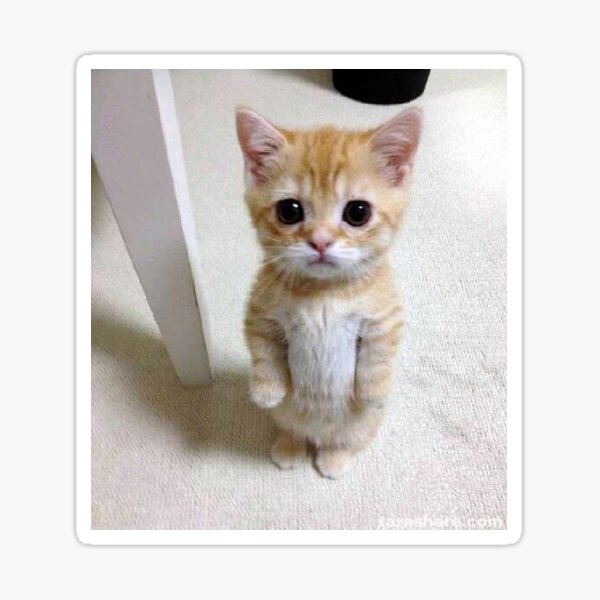 "Cute cat meme" Sticker for Sale by Kyiomi | Redbubble