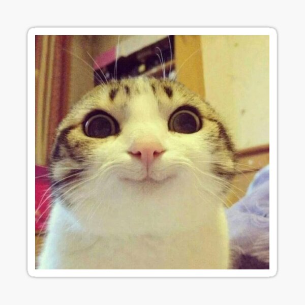 "Smiling cat meme" Sticker for Sale by Kyiomi | Redbubble