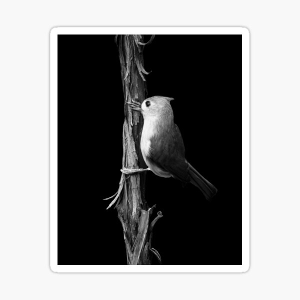 "Bird on a Vine" Sticker for Sale by Tim Dusenberry | Redbubble