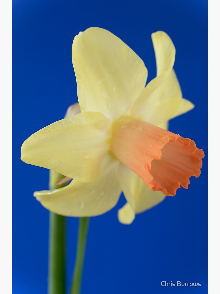 "Narcissus 'Prototype' Division 6 Cyclamineus Daffodil " Poster for ...